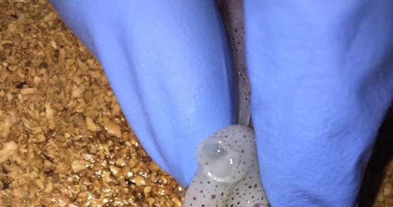 DISECCIÓN DE UN CALAMAR