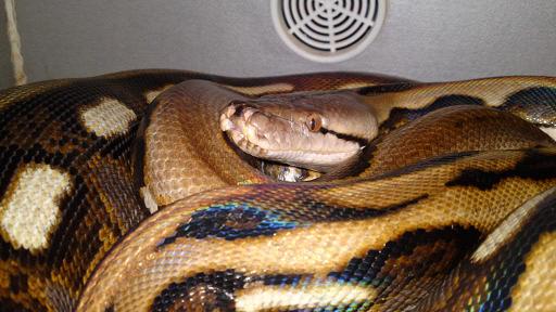 Zoo Animals: Seriously Ugly Snakes