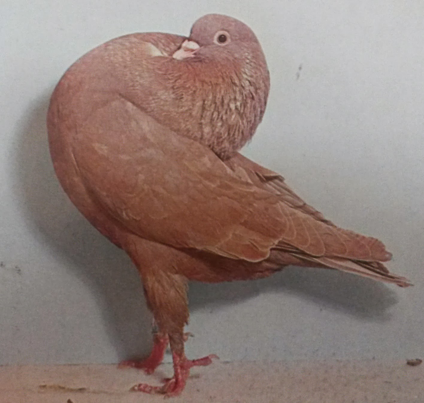 Holle Cropper: Amsterdam Ballon Cropper Pigeon origin description size ...