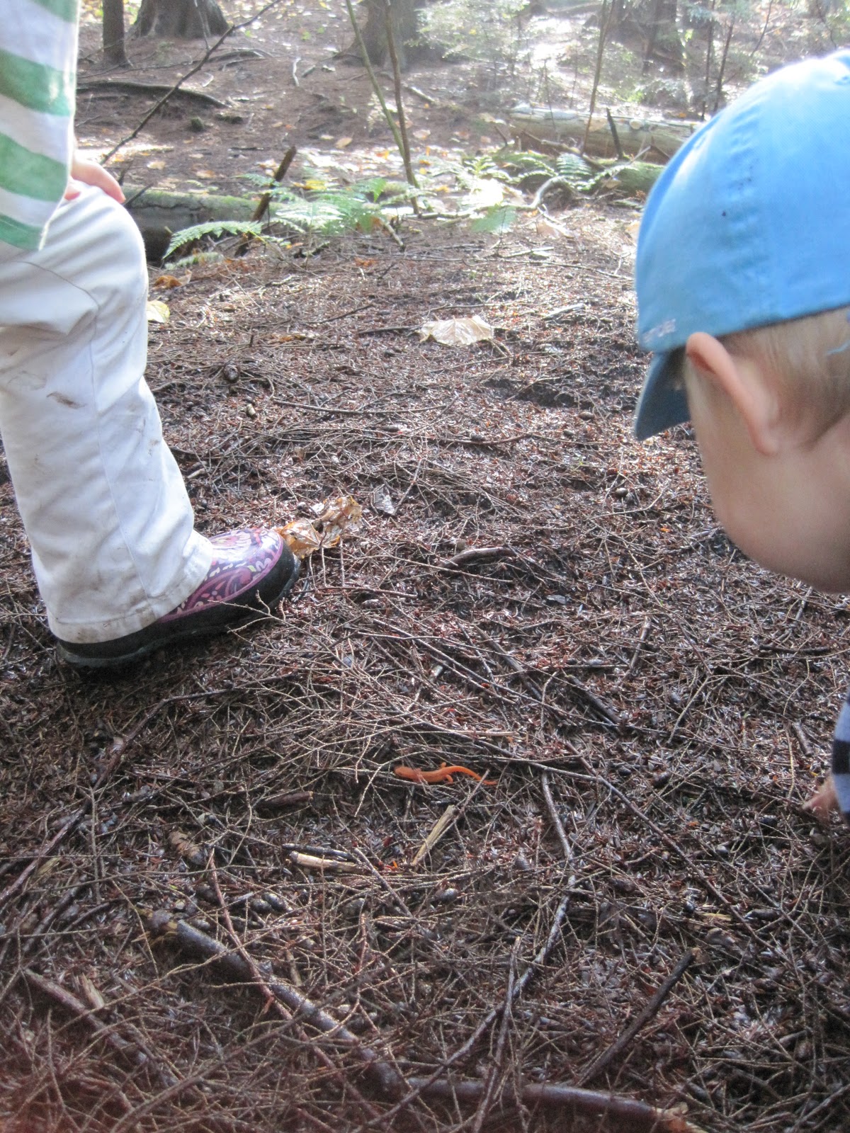 Little Birch: Our Program