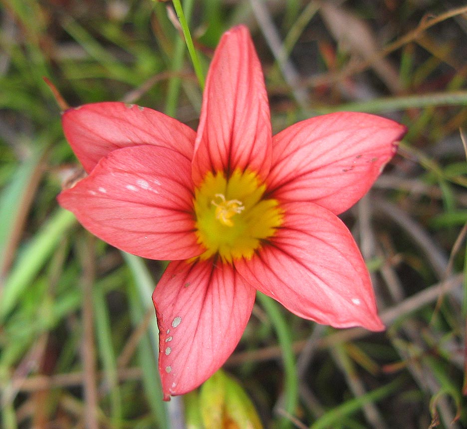 Iridaceae and a walk on Rondebosch Common with John Manning