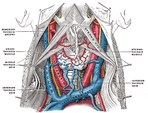 Altered Haemodynamics: Understanding cervical arterial dysfunction (CAD ...