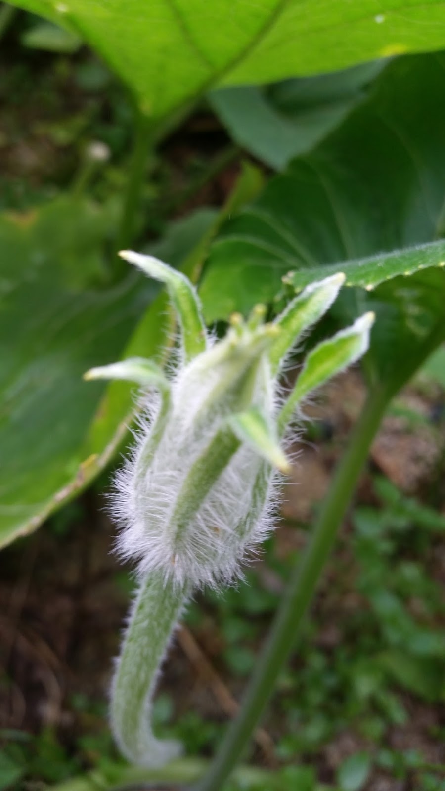 Warisan Petani: WW 20 : Bunga Labu