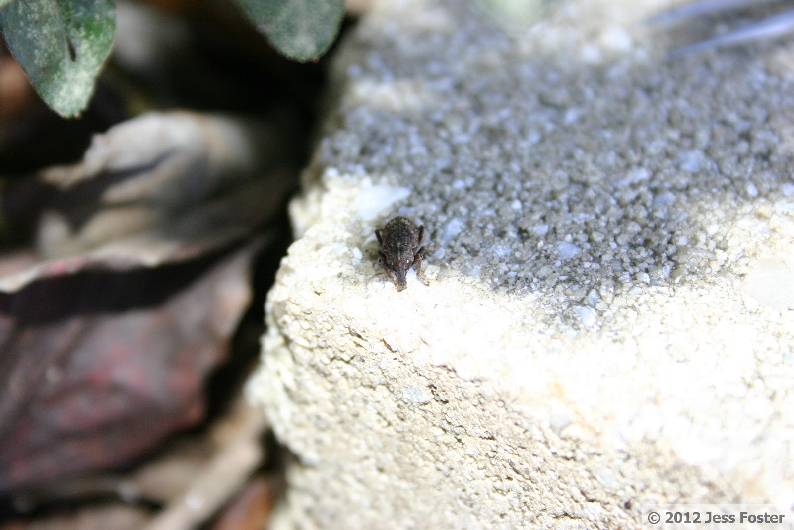 Sluggin' Along: Vegetable Weevil