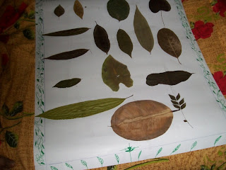 pappus blogs: Dry leaves chart -Vacation project