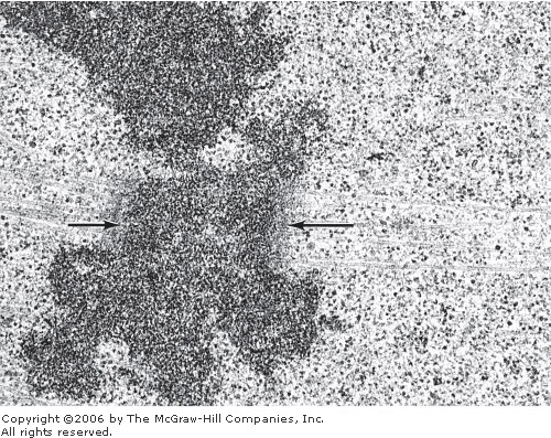 De Histology: Cell Division