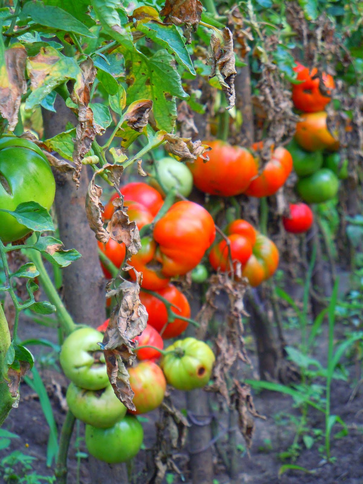 Produse traditionale naturale Iasi: Rosii de gradina - o nebunie