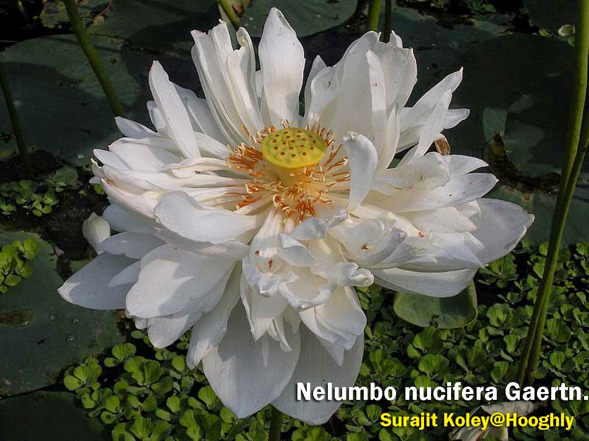 Medicinal Plants: Nelumbo nucifera