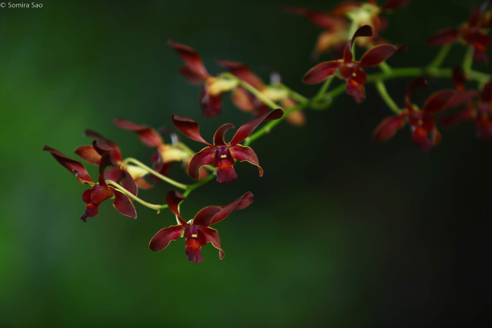 Anasazi Racing: tropical flora / grenada