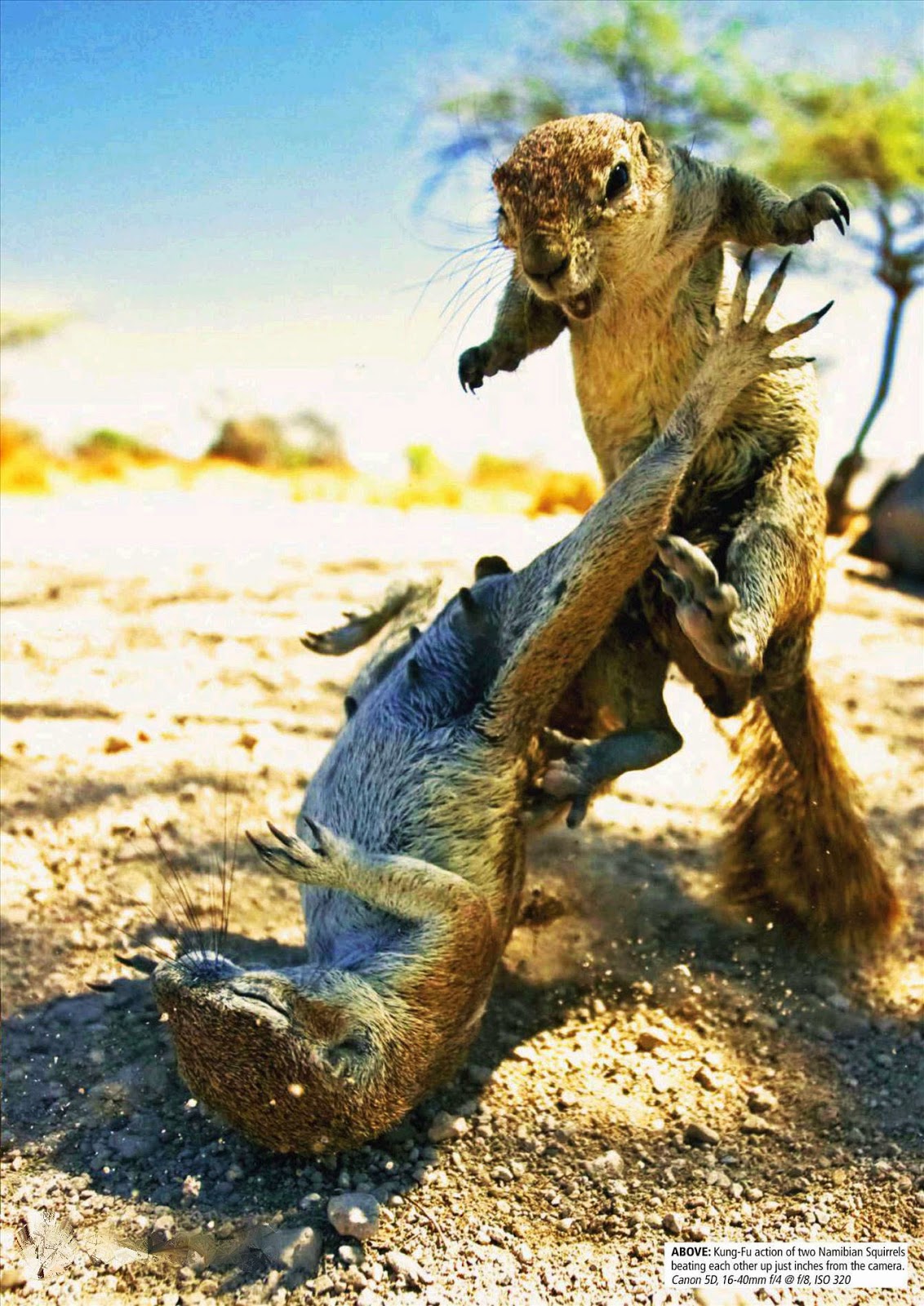 DAVID SLATER - Famous and Professional Photographer Profiles