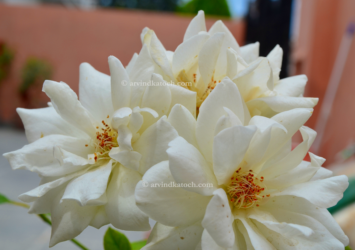 HD Picture of Set of Three White Roses