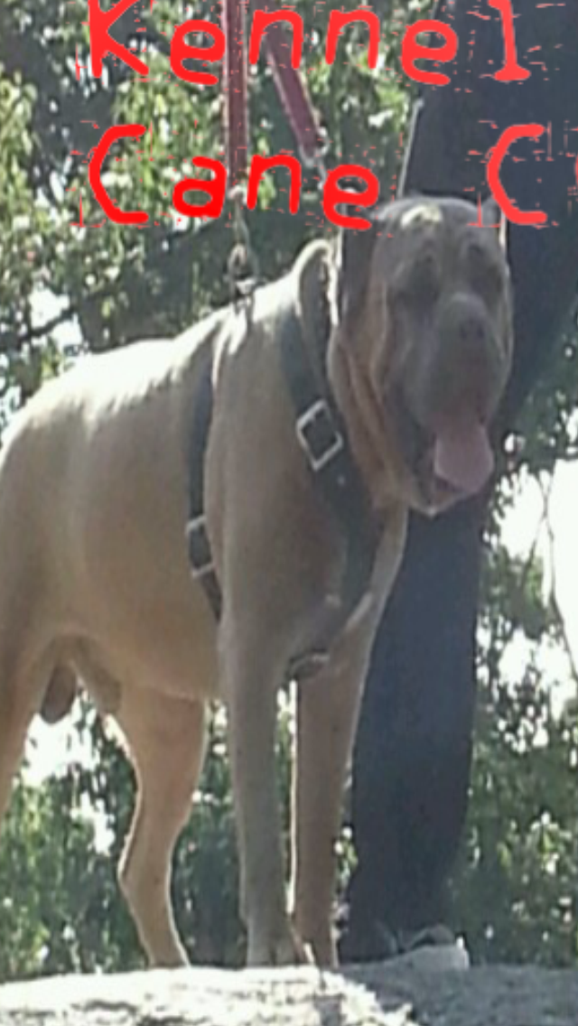 C.C. Platinum Cane Corso.