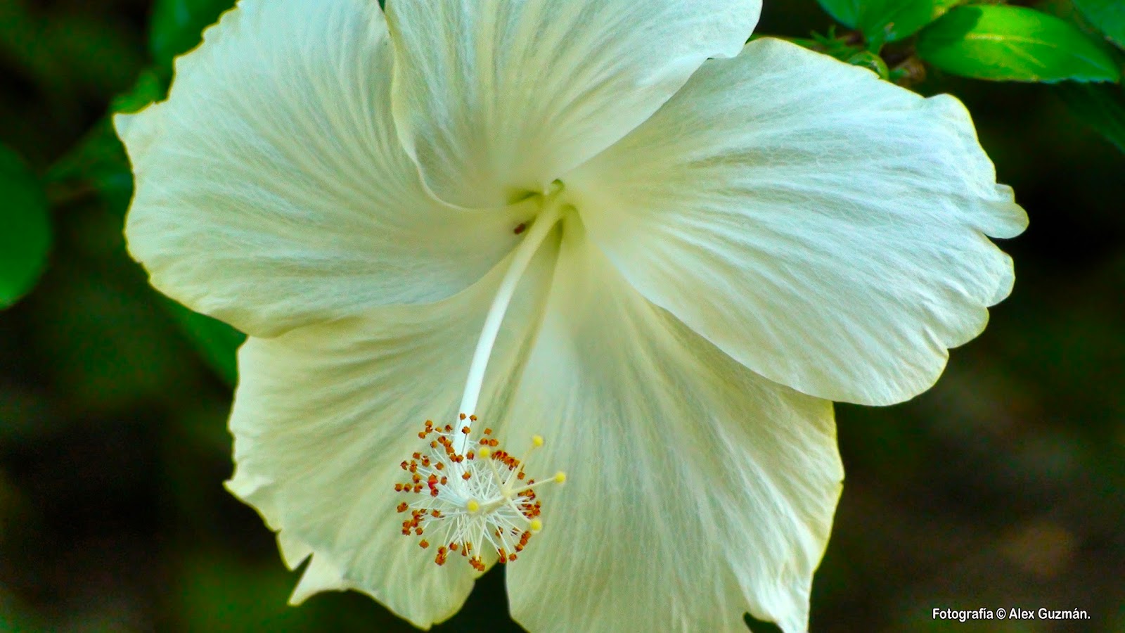 Canal Llanero : LA CAYENA CURATIVAS Y HERMOSAS FLORES