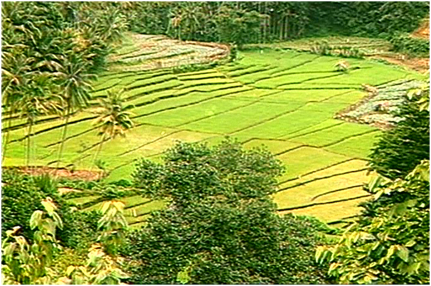 The Sri Lanka Sceneries: Paddy Fields