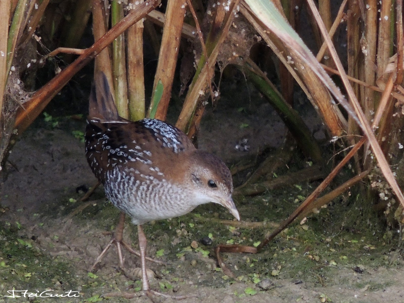 Surcando los Cielos: Polluela Chica - Porzana pusilla