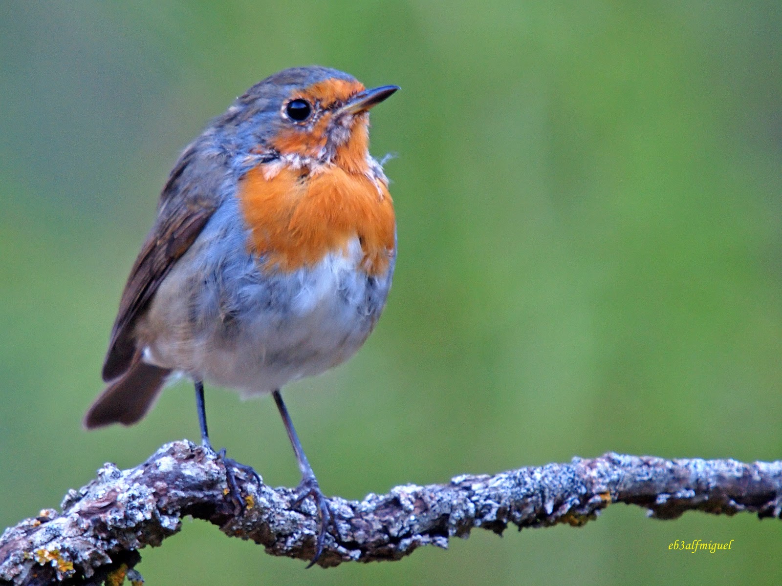Miguel fotografia: Joven Petirrojo Entre dos Trajes