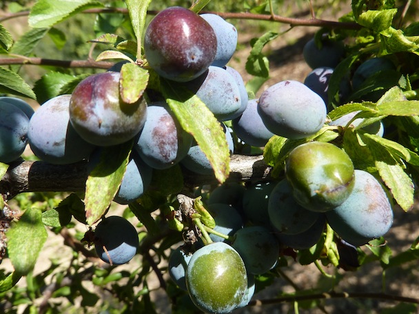 El blog del Pacharán: Diario de un endrino: Agosto