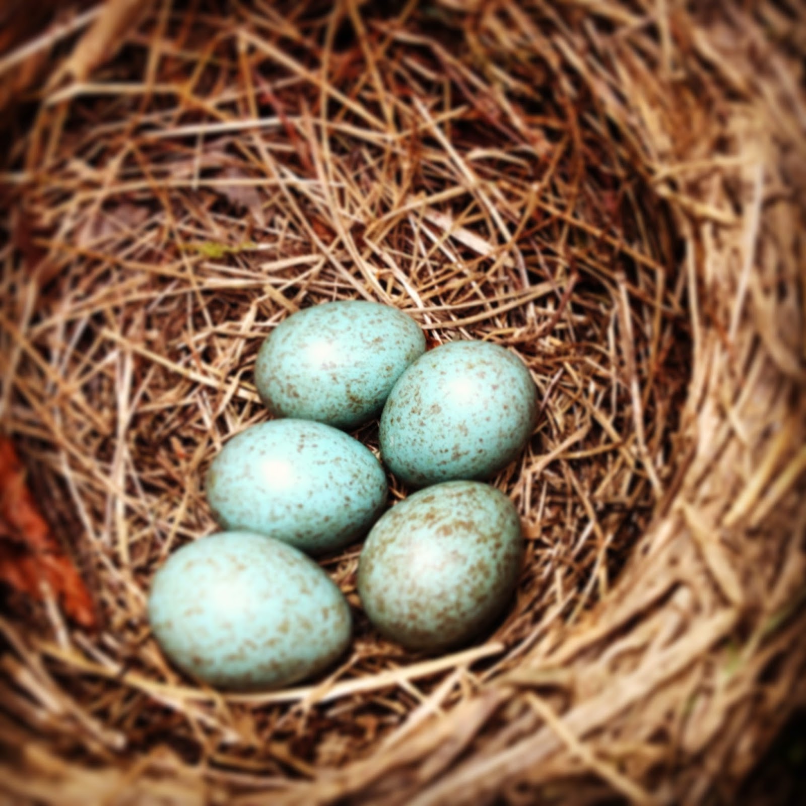 Crafting A Beautiful Life: May 2014