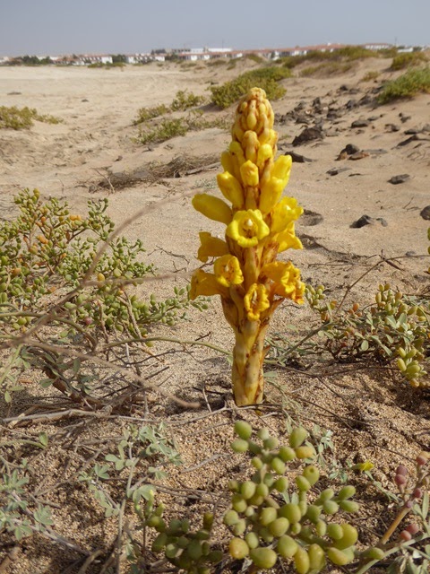 cavingliz non-cave albums: Flora & fauna of Sal, Cape Verde
