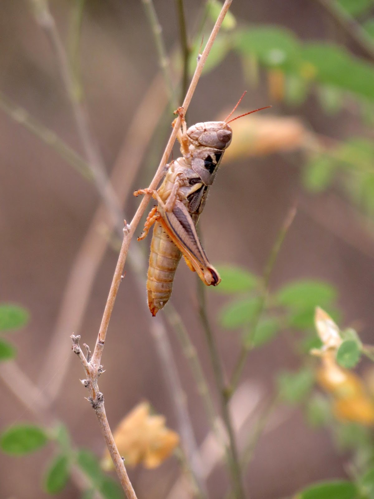 Desert Colors: Grasshoppers