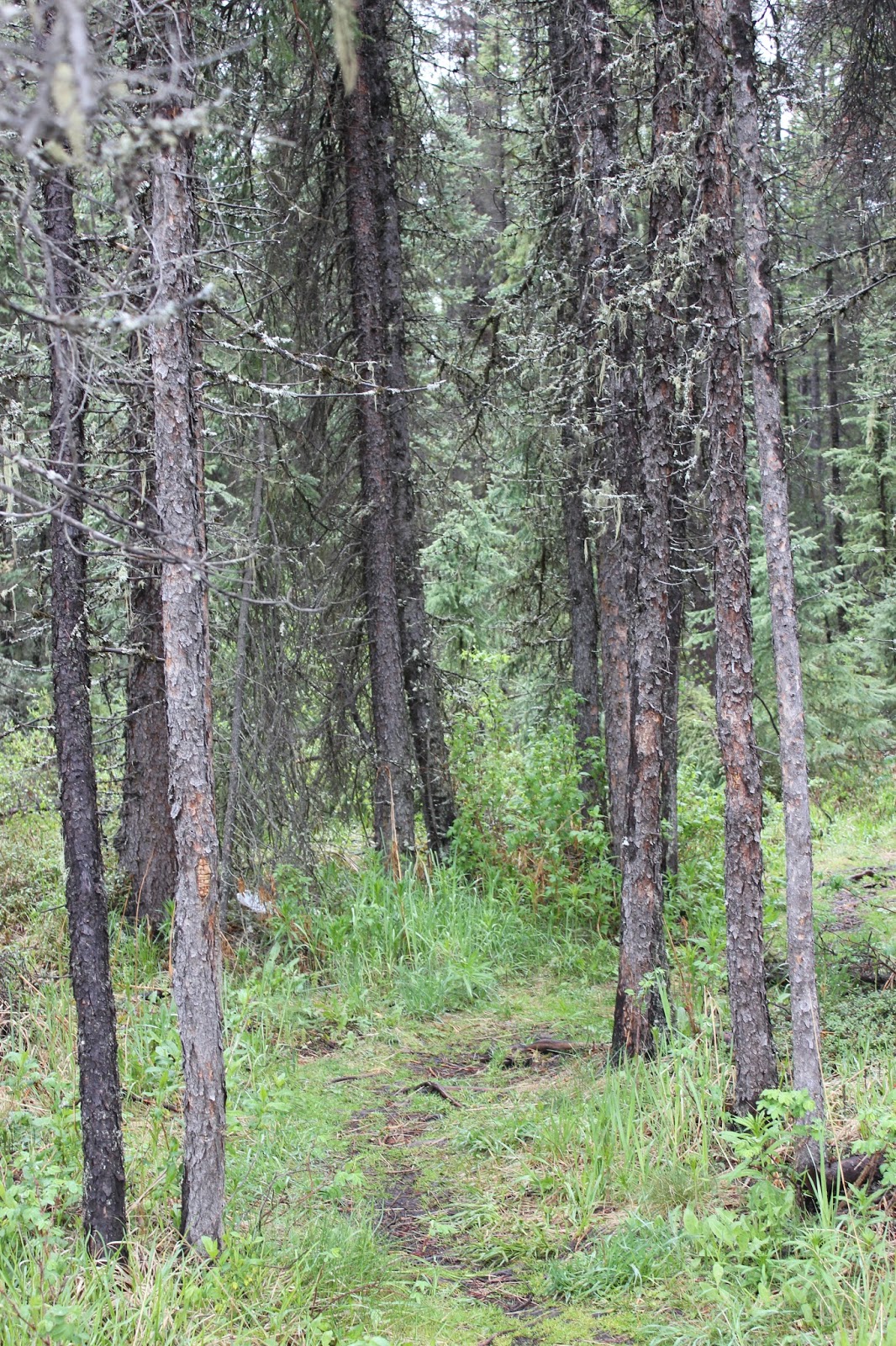 Crankywheel: Day 21, May 21-22, 2016 May-Long Weekend Jasper National ...