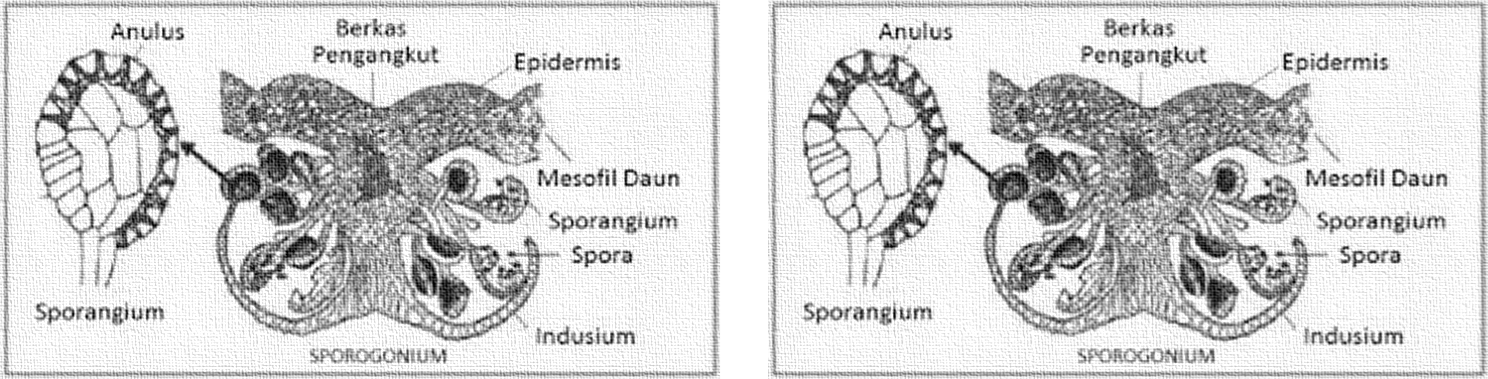 Pendidikan Dan Pembelajaran: Pengertian Sympetalae, Sinartrosis, Stoma ...