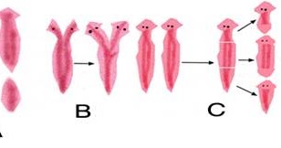 Biologi SMA: Penjelasan Invertebrata Beserta Filum-filumnya