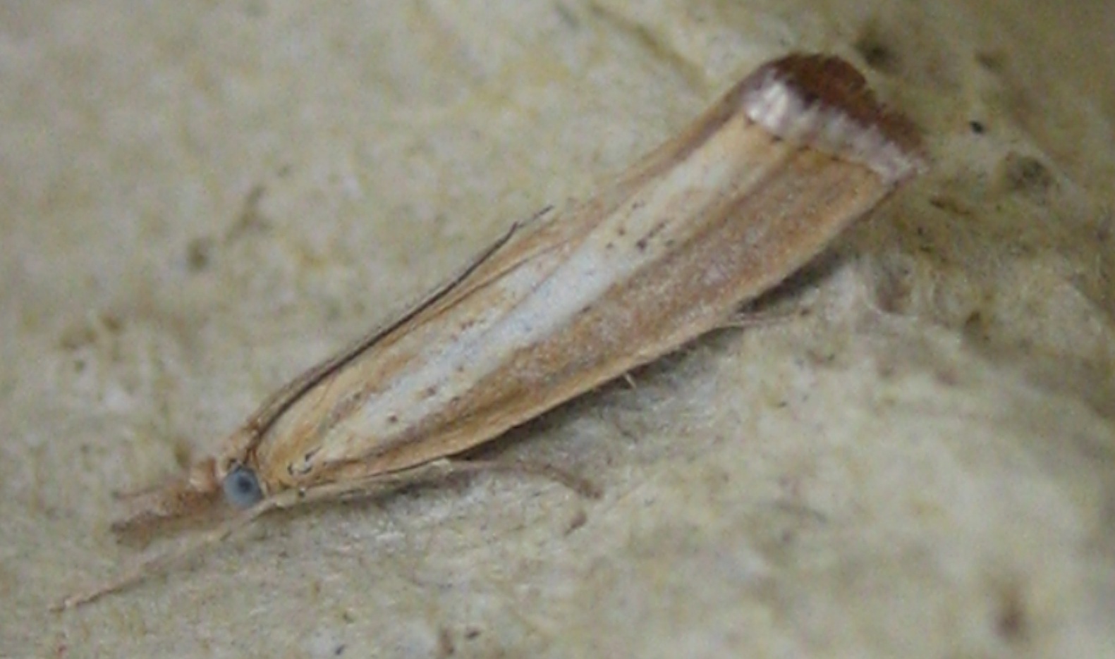 Martin's Moths: Hold the front beige