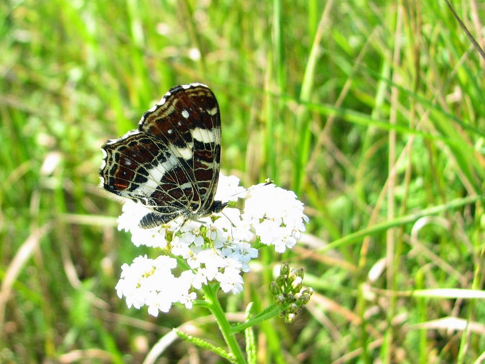 Metsarahva memuaarid: Kiilid ja liblikad