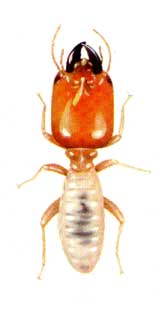 Tecnificando o Campo