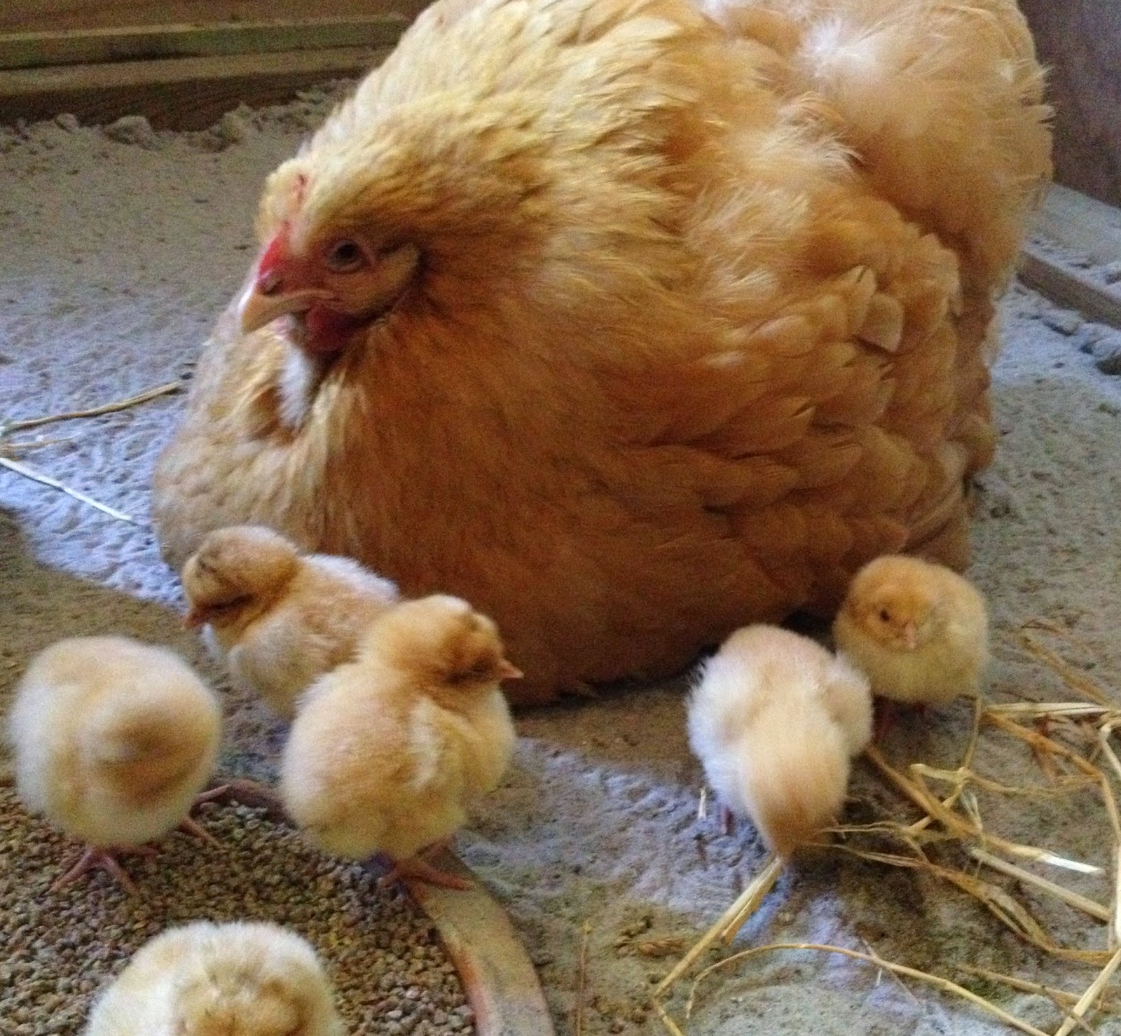 Halager: Vi har fået kyllinger