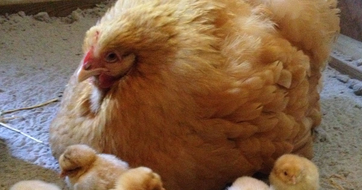 Halager: Vi har fået kyllinger