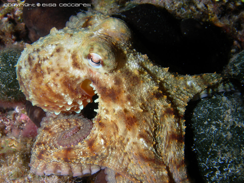 "Il mio mare...": Polpo (Octopus vulgaris)