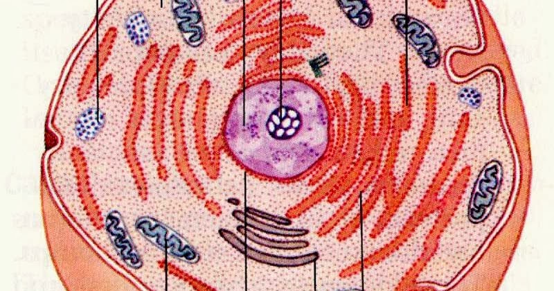 Cytoplasm definition and function