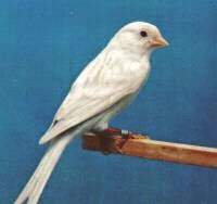 Canarios de Color: Canarios Opales