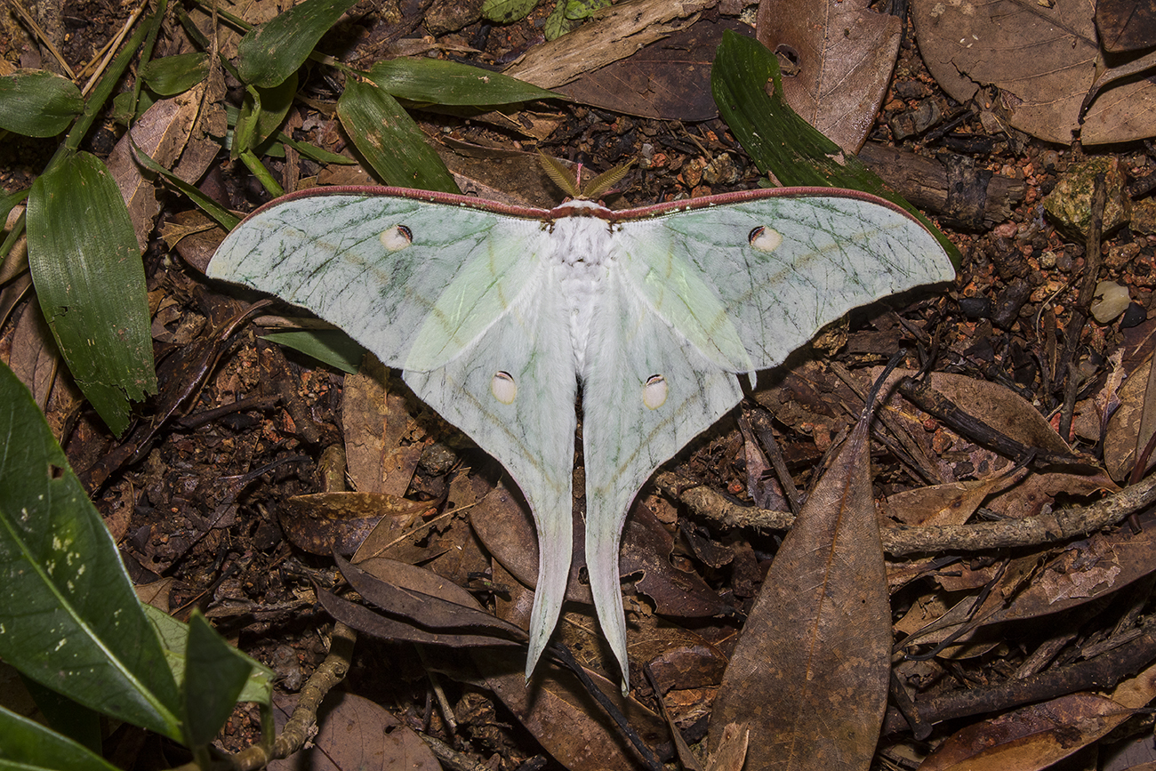 As The Crow Flies - a Hong Kong Birding Blog: Autumn Approaching