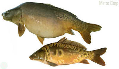 Fish Names & Pictures | Fish Vocabulary | Necessary Vocabulary ...