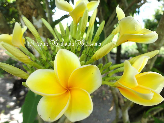 Kebun Bahagia Bersama: Pokok Kemboja Bali Putih Kuning