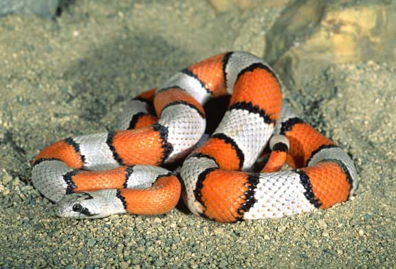 California King Snake ~ Venomous Snakes
