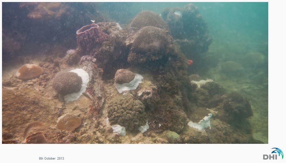 wild shores of singapore: Volunteers wanted for coral relocation in ...