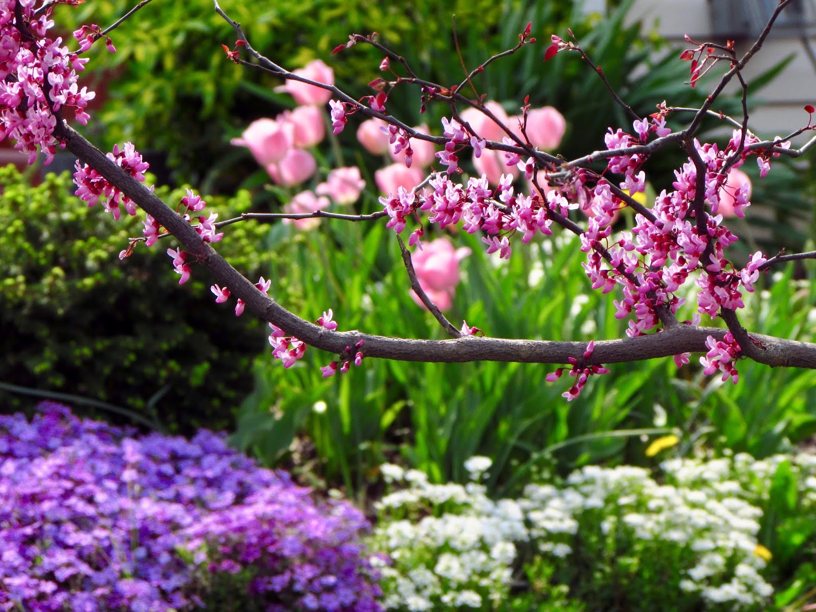 Life In Robin's Nest: Spring Makes a Quick Turn Into Summer