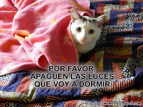 Memes De Gatos Chistosos: Minino Dormilón | Imágenes Y Memes De Gatos