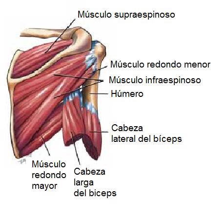 Opiniones de Músculo redondo menor