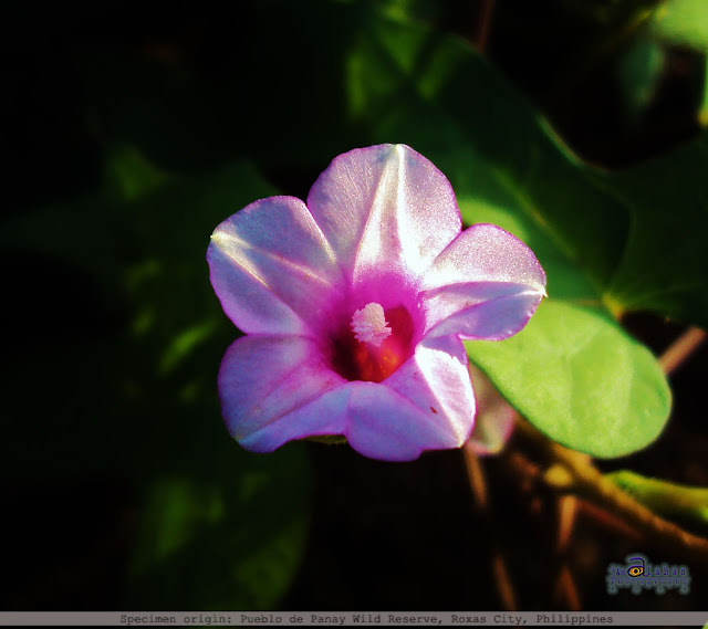 Biodiversity Capiz: Pueblo Wild Flowers