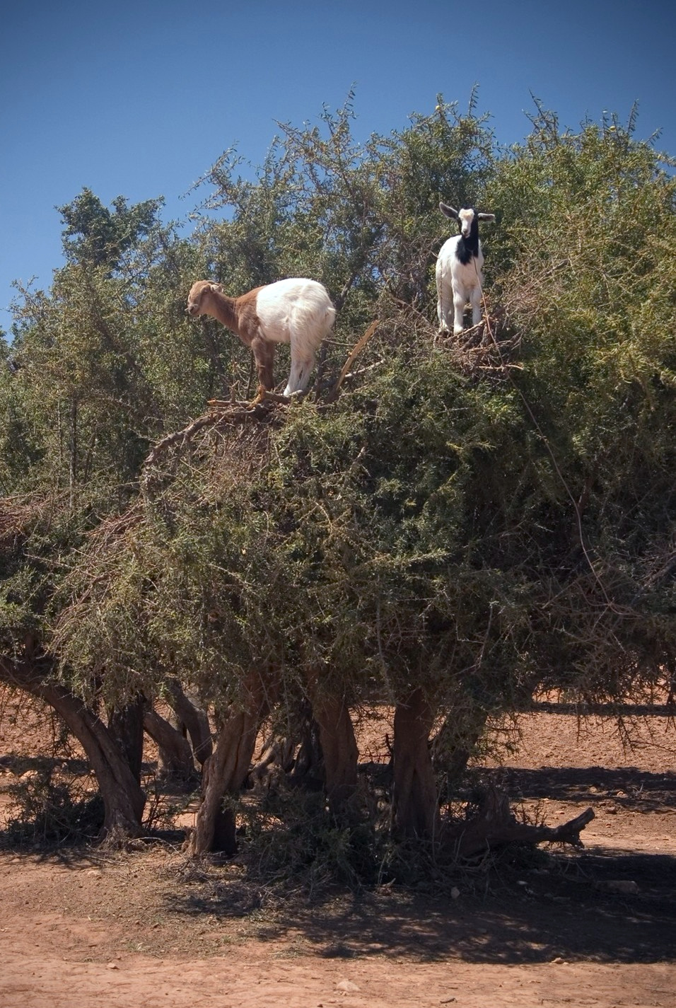Goats that climb on trees ~ AROUND THE PLANET