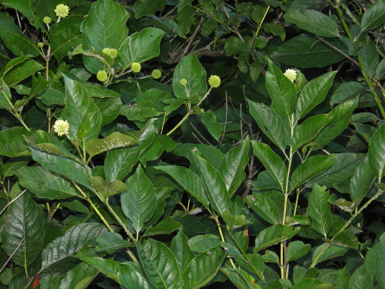 Docaitta Lifestyle: Native Ornamental Plant: Button Bush