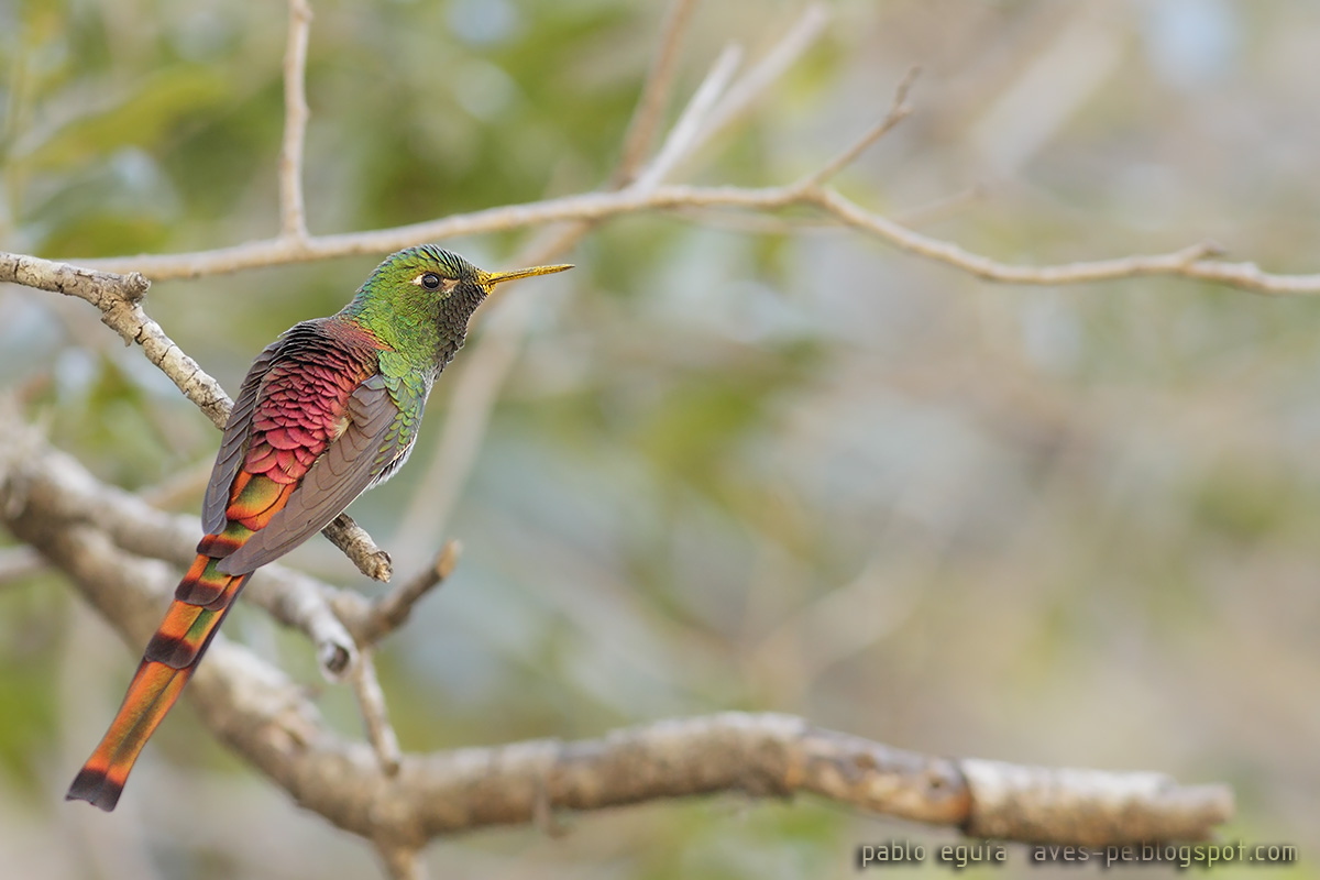 mis fotos de aves: Sappho sparganurus Picaflor Cometa Red-tailed Comet