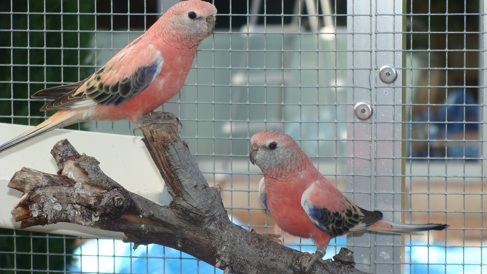 L'arche aux poils et aux plumes: Cède perruches de bourke opaline ...