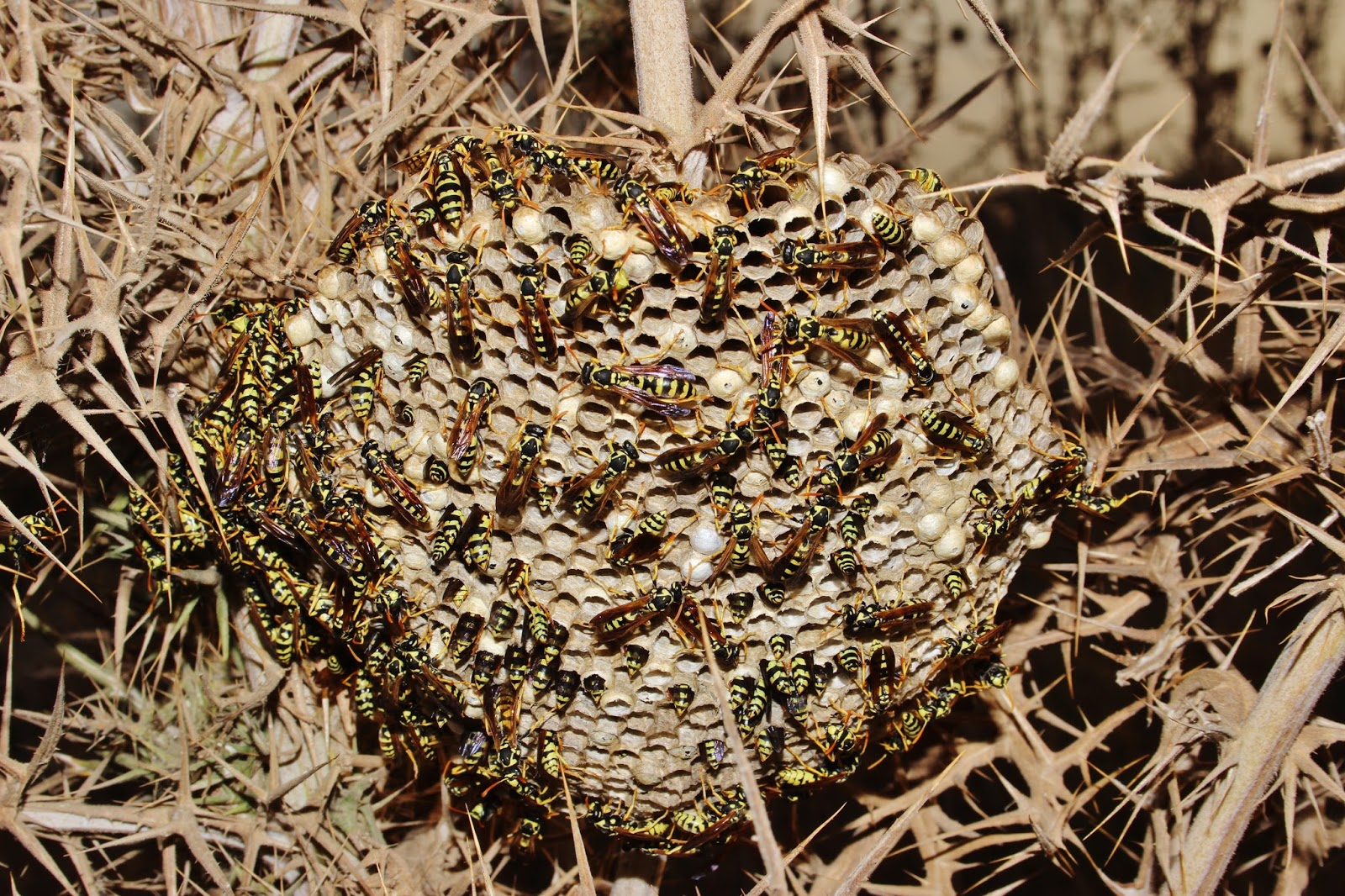 Biodiversity of Cyprus by NGO Protection of the Natural Heritage and ...