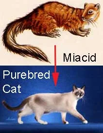 Mau Mew: Cat History in Pictures